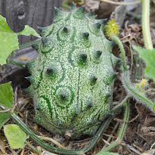 Jelly Melon Seeds – Heirloom Dessert Fruit Vine – Dharaseeds