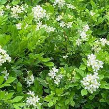 Green Murraya Plant Seeds for Planting - heirloom & Non GMO Seeds ...
