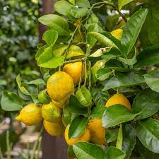 Lemon Seeds – Lisbon Heirloom Citrus Limon – Dharaseeds