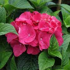 Red Baron Hydrangea Flower Seeds for Planting- NON GMO Seeds - Dharaseeds
