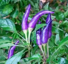 Purple Chili Vegetable Seeds for Planting heirloom & Non-GMO Seeds ...