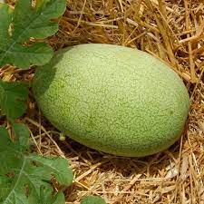 Charleston Gray Watermelon Fruit Seeds for Planting - Sweet and Juicy ...