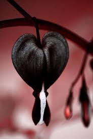 Black Heart Flower Seeds for Planting - 100 pcs - Dharaseeds