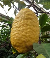 Citron Citrus Seeds - Giant Lemon Tree Exotic Seeds – Dharaseeds