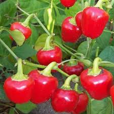 Red Mini Bell Peppers – Petite Heirloom Sweet Variety – Dharaseeds