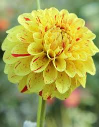Yellow Red Mix Dahlia Flower Seeds – Heirloom Non-GMO Seeds for Garden ...