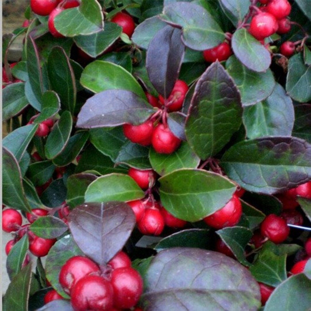 Eastern Teaberry Seeds - Gaultheria procumbens, Woodland Garden ...