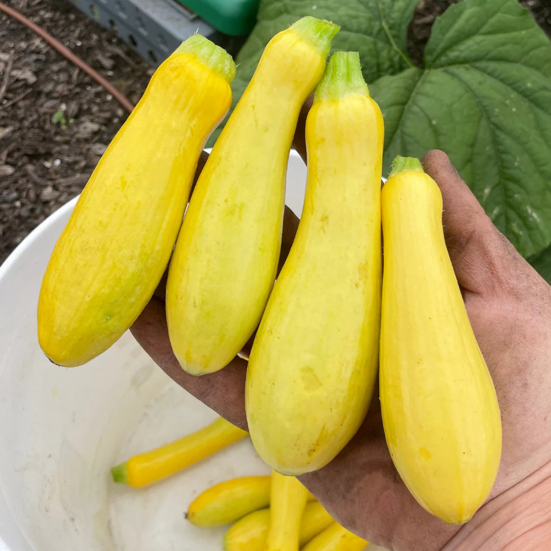 Enterprise Hybrid Squash Seeds High Germination Garden Seeds – Heirloom ...
