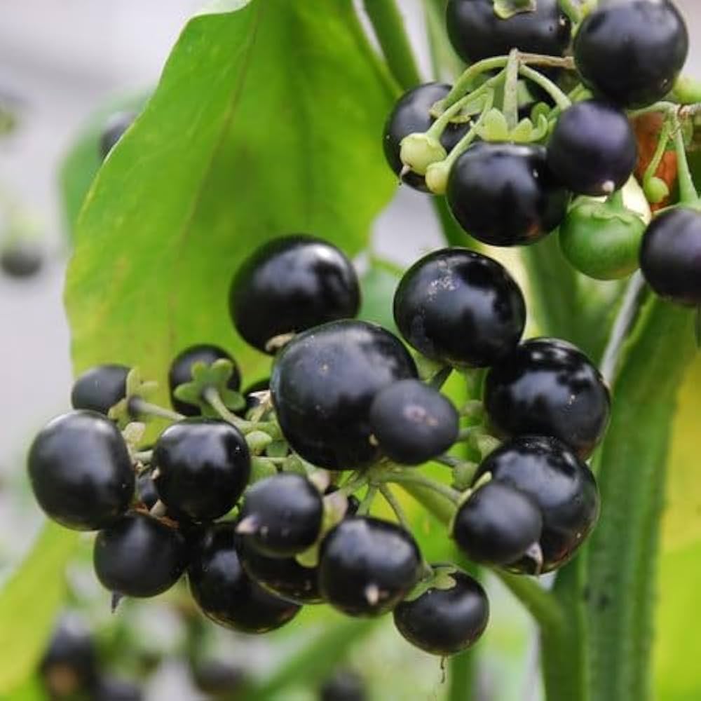 Huckleberry Seeds (US Common Name) – Solstice Variety, Heirloom ...