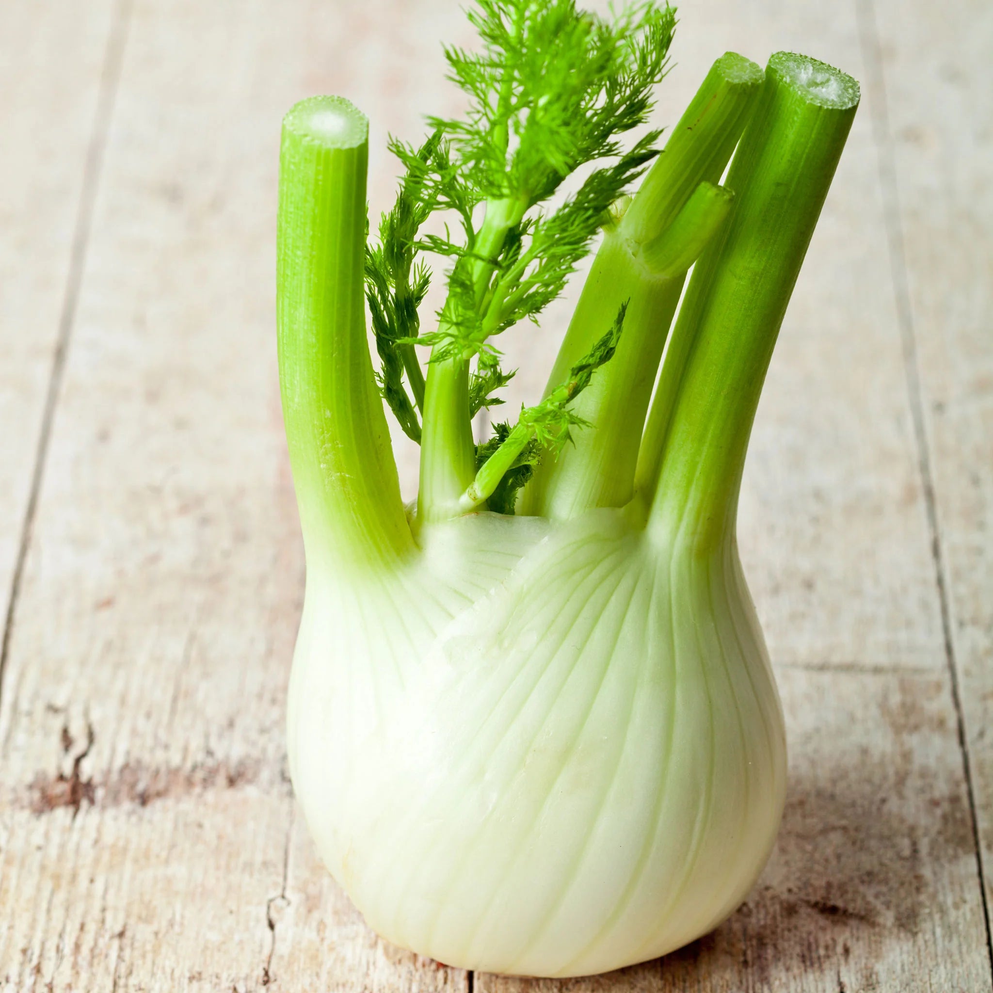 Fennel Florence Seeds – Perennial Herb & Swallowtail Host, Heirloom Non ...
