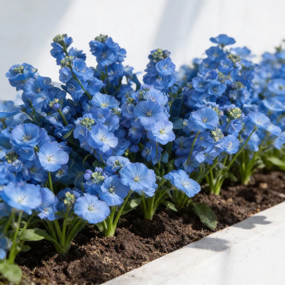 Blue Gilly Flower Seeds for Planting, 100 pcs - Dharaseeds