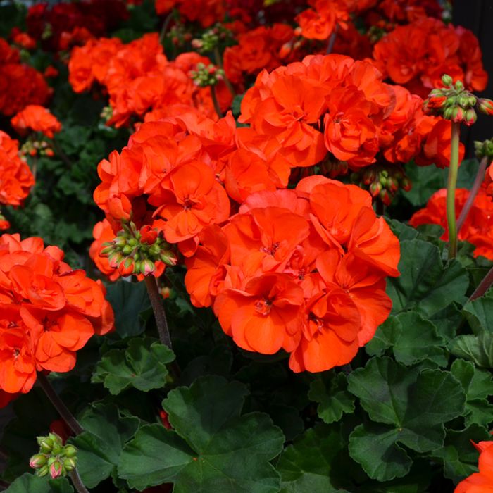 Orange Geraniums Heirloom Non-GMO Seeds for Planting - Dharaseeds