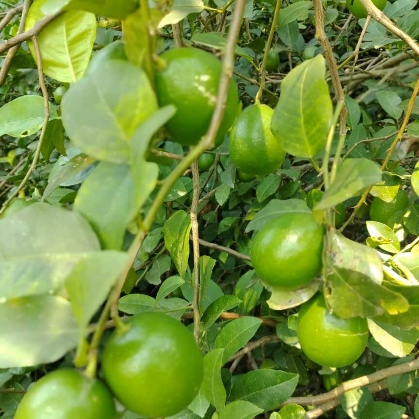 Giant Rough Lemon Seeds – Hardy Drought-Tolerant Citrus Variety ...