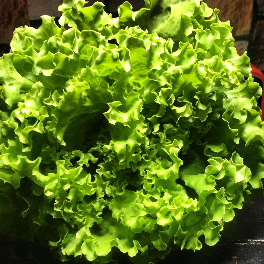 Batavia Lettuce Seeds – Heirloom, Organic, Non-GMO Vegetable Seeds for ...