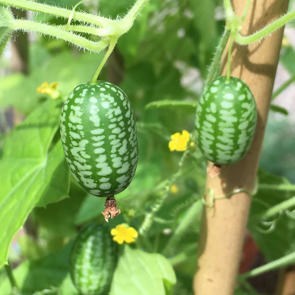 Melothria Scabra Seeds Cucamelon Seeds – Mini Vine Variety – Dharaseeds