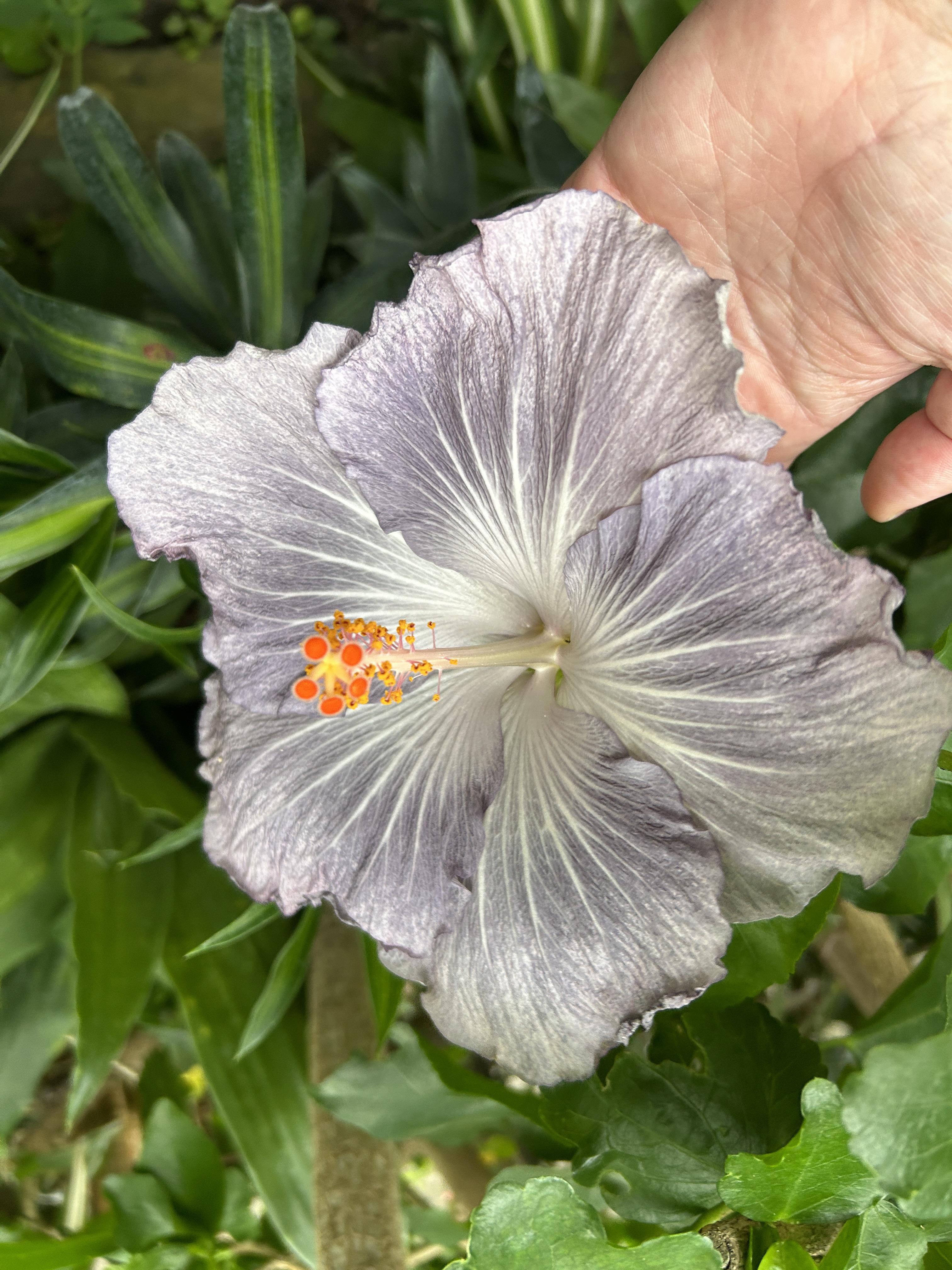 Light Grey Hibiscus Flower Seeds – Heirloom, Non-GMO Flower Seeds for ...