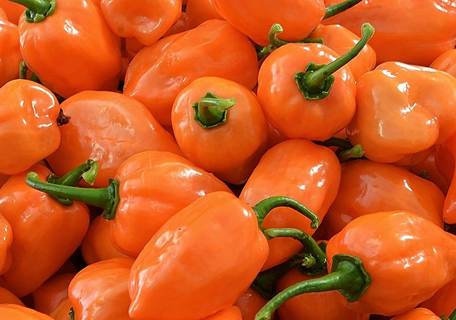 Habanero pepper Capsicum chinense orange hot vegetable seeds for ...