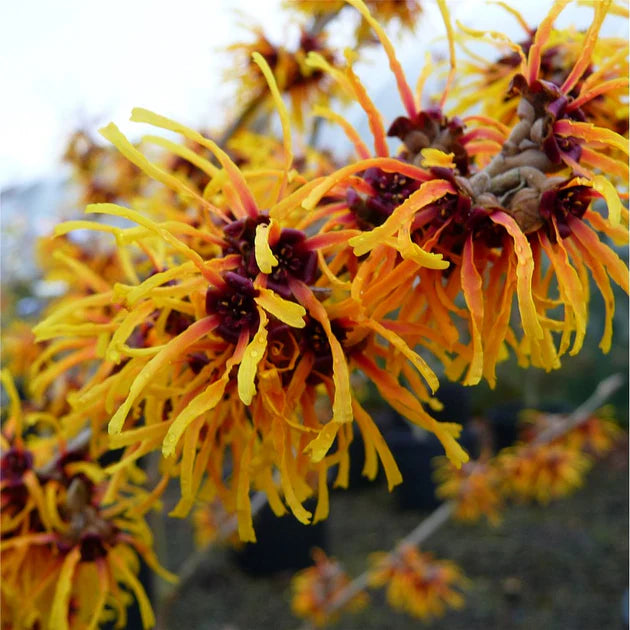 Witch Hazel Seeds - Hamamelis virginiana Yellow Winter Blooms for ...