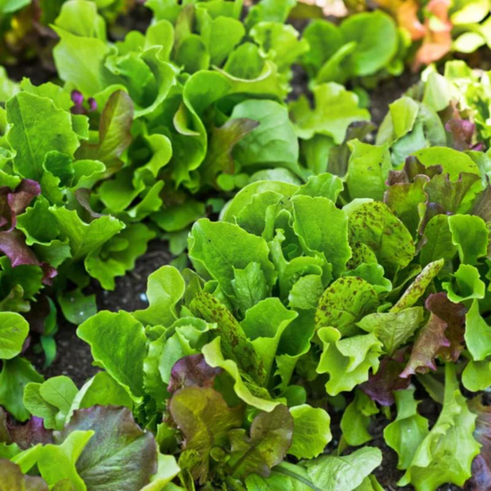Indoor Lettuce Mix Seeds for Planting heirloom & Non-GMO Seeds - Dharaseeds