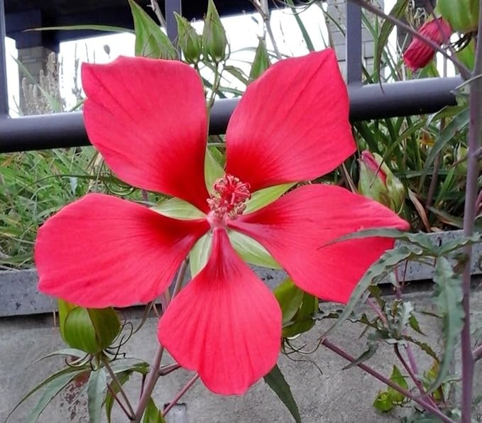 Hibiscus Moscheutos Seeds – Giant Red Texas Star for Outdoor Gardens ...