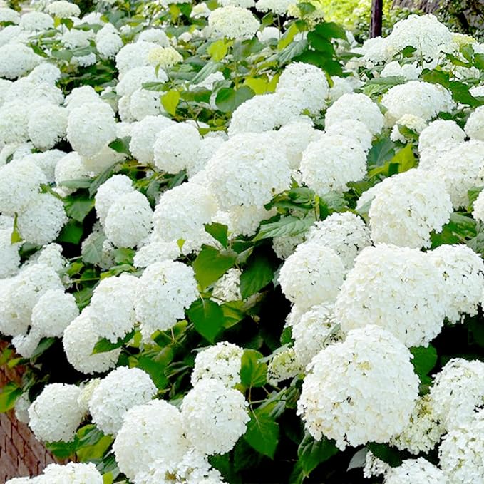 Hydrangea Macrophylla Seeds – Rare White Perennial for Outdoor Gardens ...