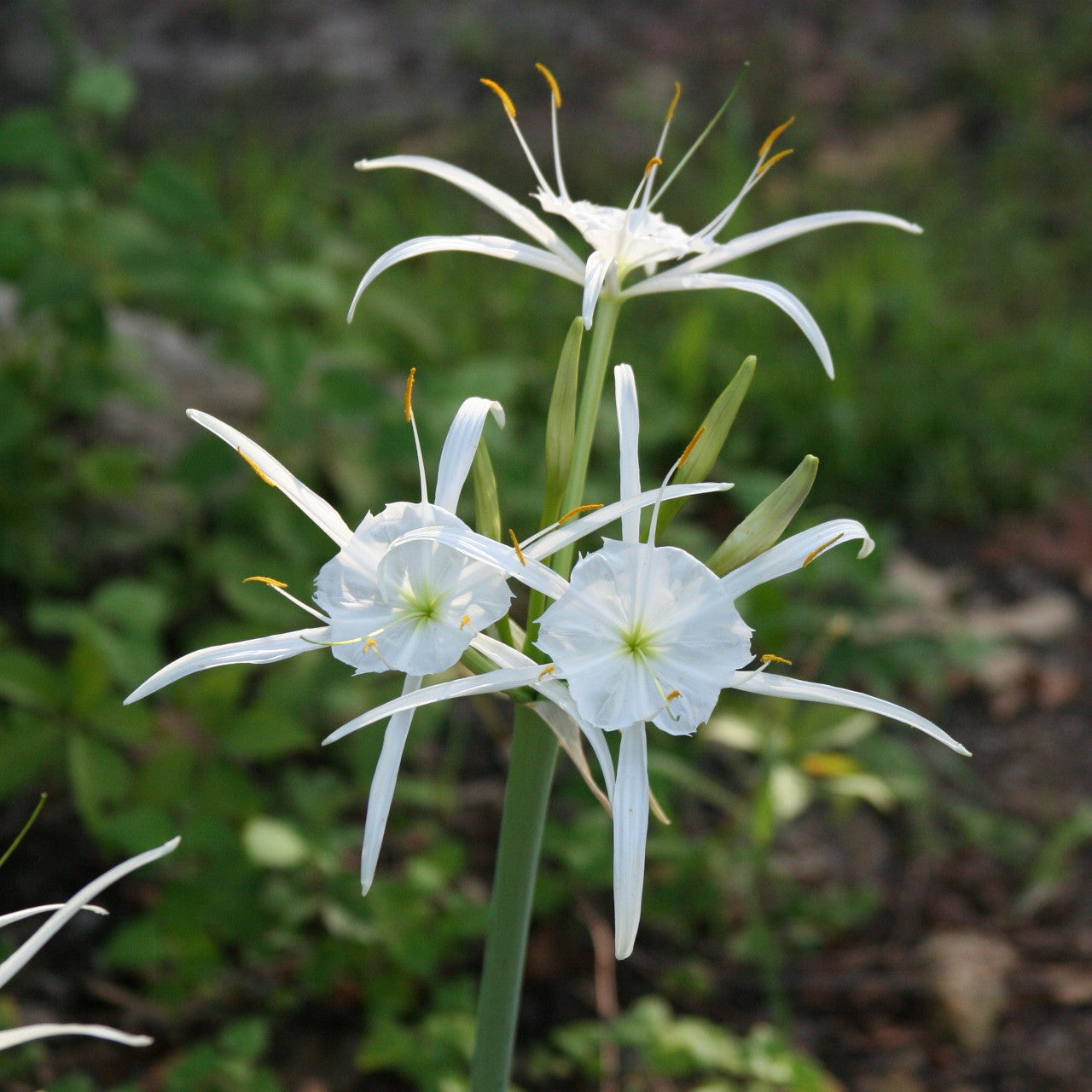 Heirloom Hymenocallis Flower Seeds, Non-GMO Spider Lily Blooms for ...
