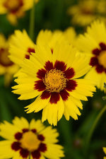 Coreopsis Cosmos Flower Seeds for Planting – Vibrant Blooms, Non-GMO ...
