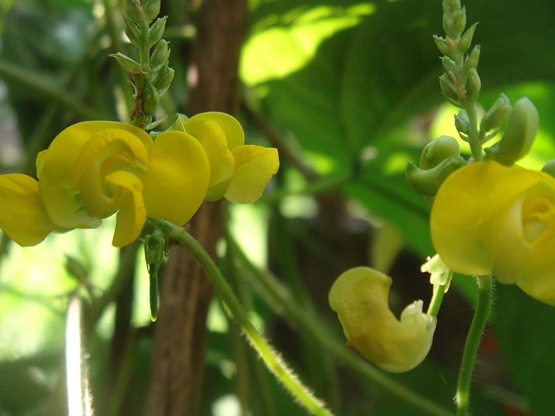 Dolichos Biflorus Flower Seeds for Planting - 100 pcs - Dharaseeds