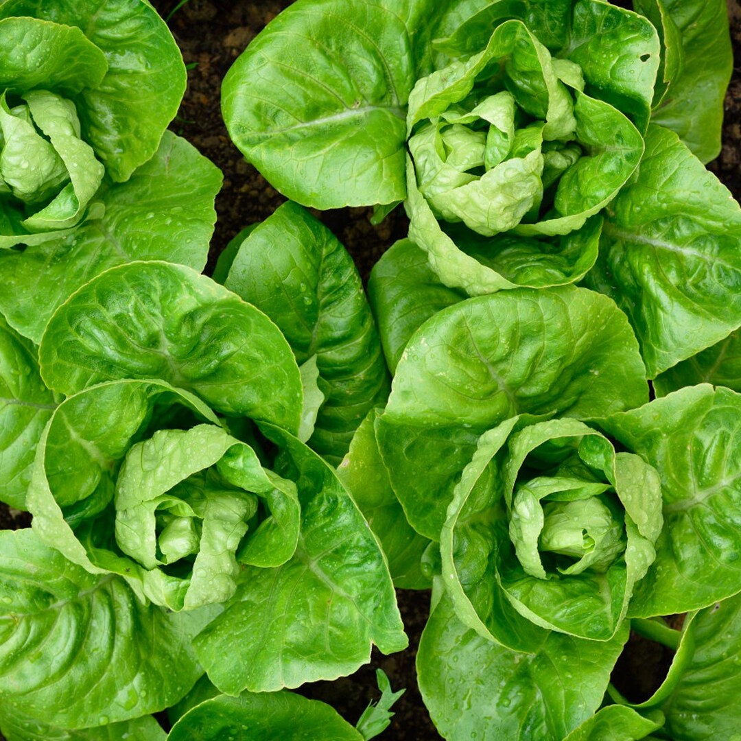 Little Gem Lettuce Seeds Mini Romaine Baby Lettuce High Germination ...