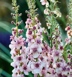 Antique Rose Verbascum Plant Seeds for Planting Non-GMO Heirloom Garden ...