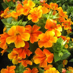 Orange Mimulus Flower Seeds for Planting - 100 pcs - Dharaseeds