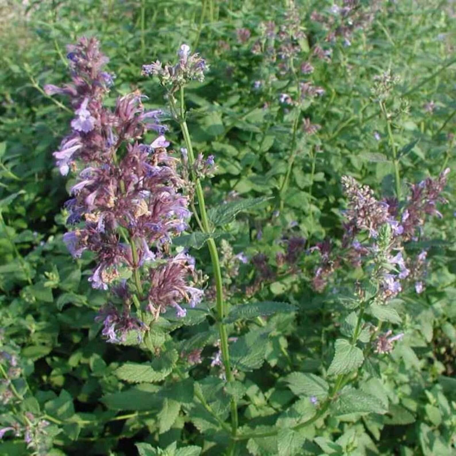 Greek Catnip – Fragrant Heirloom Herb Grow – Dharaseeds