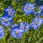 Blue Linum Lewisii Flower Seeds for Planting - 100 - Dharaseeds