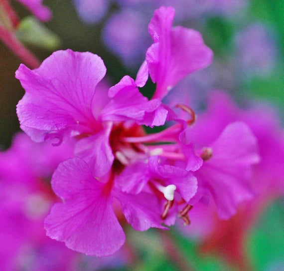 Purple Clarkia Flower Seeds – Heirloom, Non-GMO Seeds for Planting ...