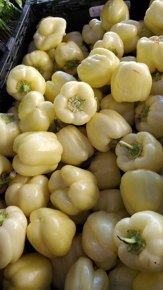 Pepper Capsicum Annuum Organic Open Pollinated Diamond Vegetable Seeds ...