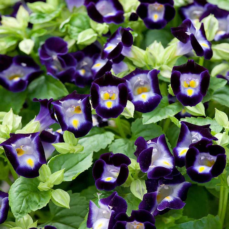 Organic Heirloom Non-GMO Deep Blue Torenia Seeds for Planting – Garden ...