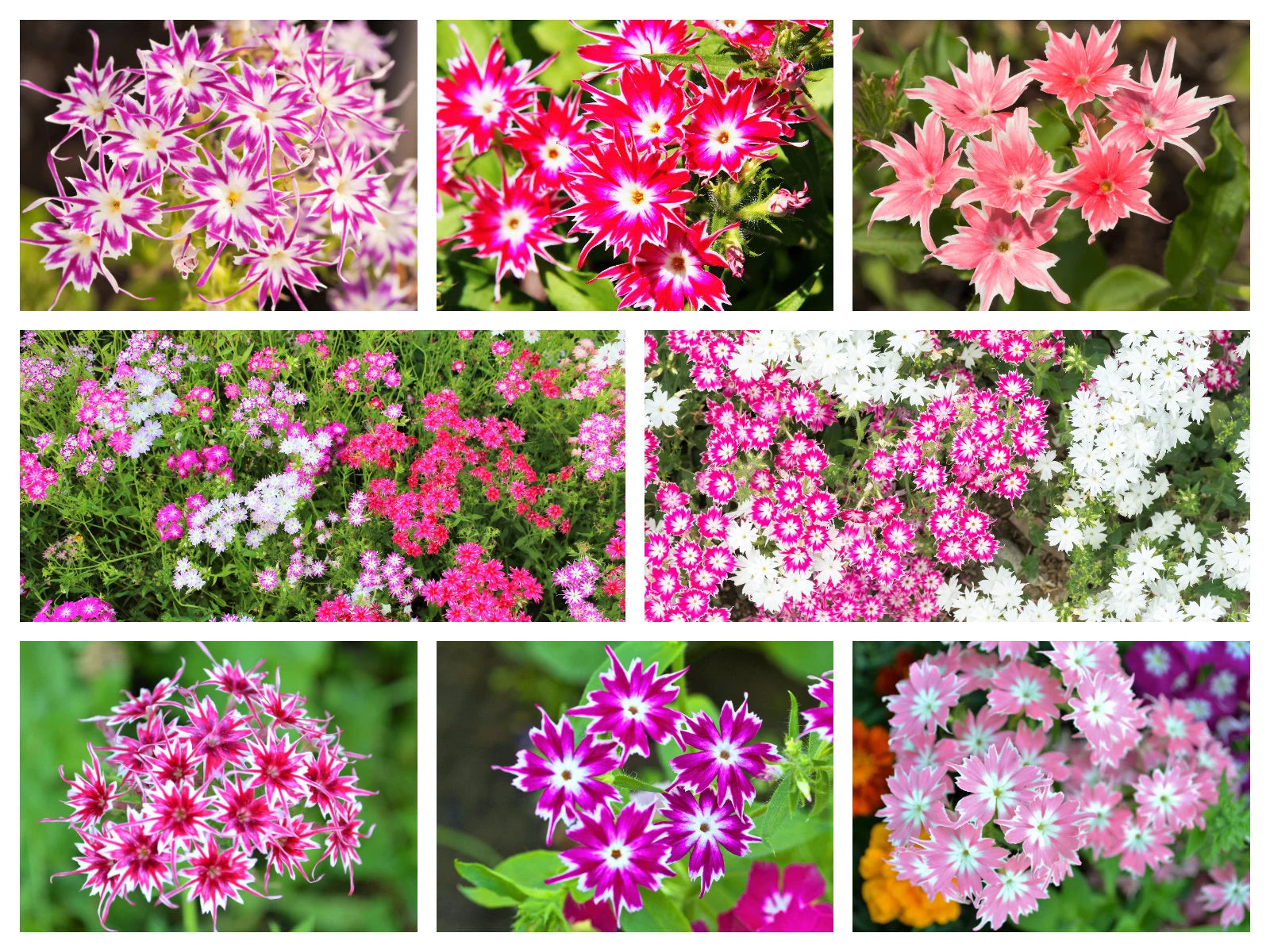 Phlox Twinkle Star Mix Seeds – Shade Loving Star-Shaped Blooms for ...