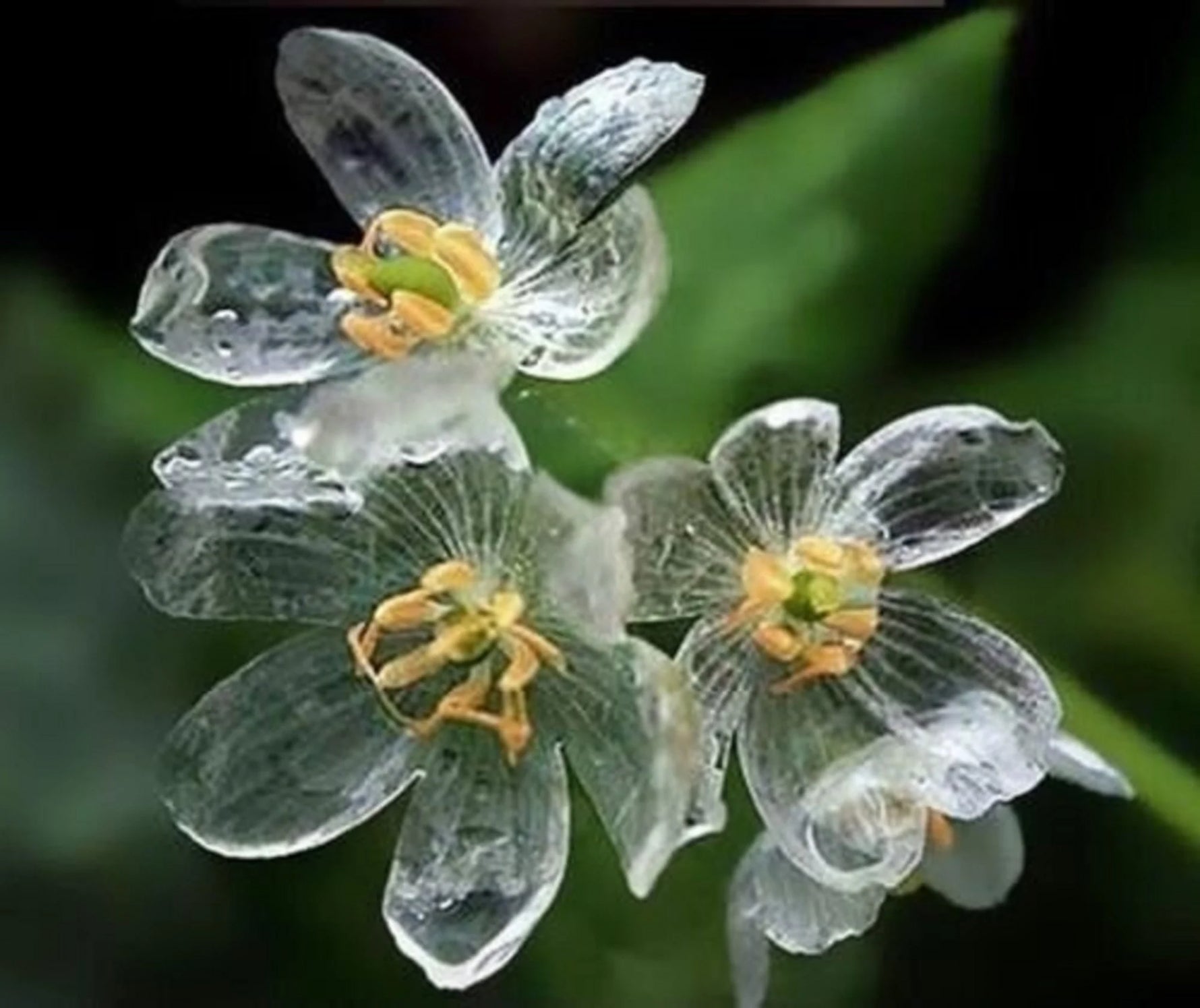 Skeleton Flower Seeds – Diphylleia Grayi for Shaded Gardens & Pots ...