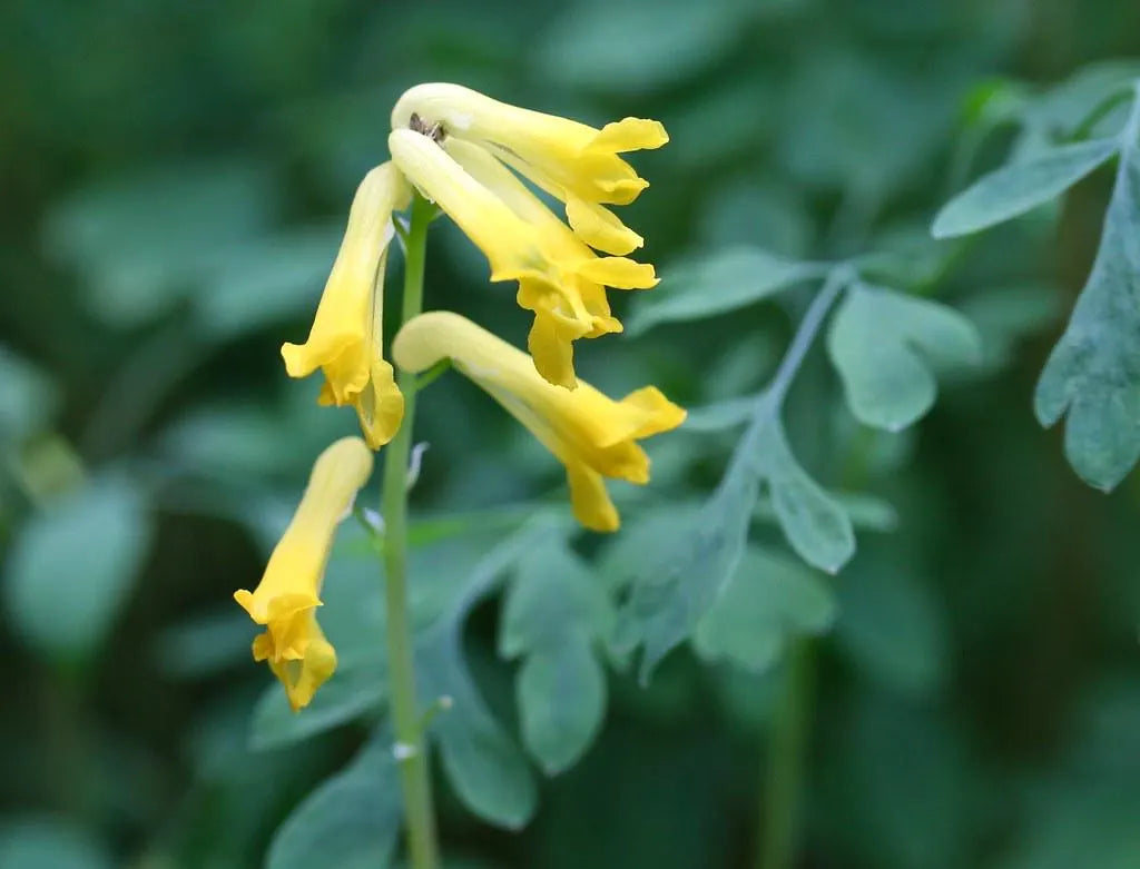 Corydalis Lutea Flower Seeds – Heirloom, Non-GMO Flower Seeds for ...