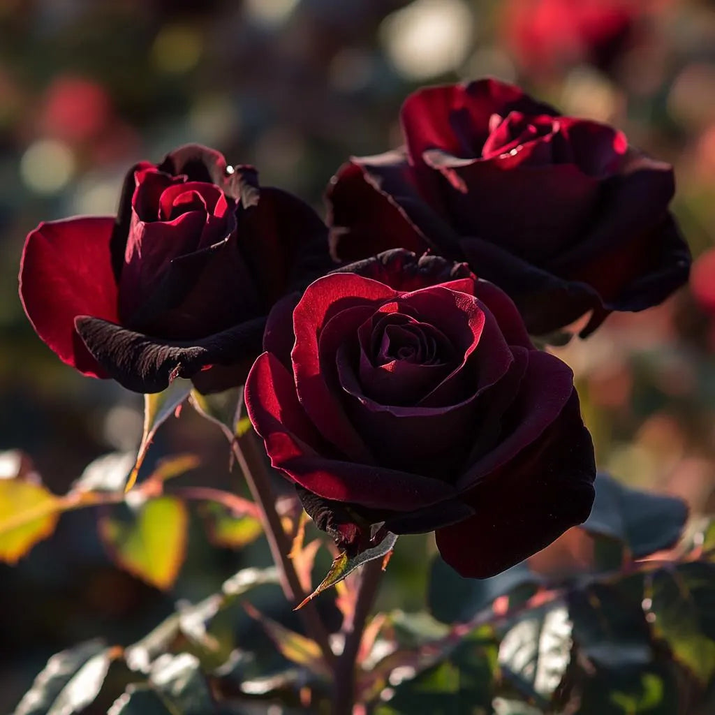 Rose Seeds – True Blood Black Rose Rare Flowering Variety – Dharaseeds