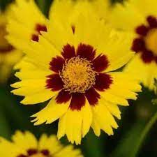 Coreopsis Cosmos Flower Seeds for Planting – Vibrant Blooms, Non-GMO ...