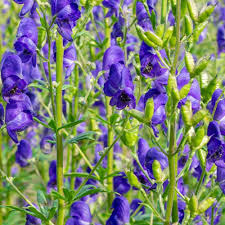 Aconitum Flower Seeds for Planting, Unique Variety, 100 pcs - Dharaseeds