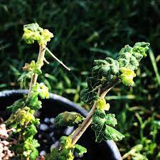 Boswellia Sacra Frankincense Tree Seeds – Heirloom, Non-GMO, Drought ...