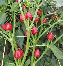 Dundicut Chili Seeds for Planting - heirloom & Non-GMO Seeds - Dharaseeds