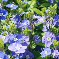 Creeping Speedwell Seeds – Fast Ground Cover Fix – Dharaseeds