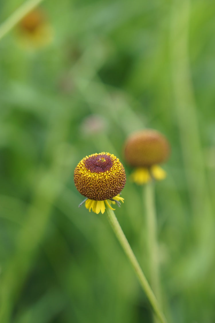 Helenium Herbst Lutscher Seeds – Vibrant Yellow Helenium Flowers ...