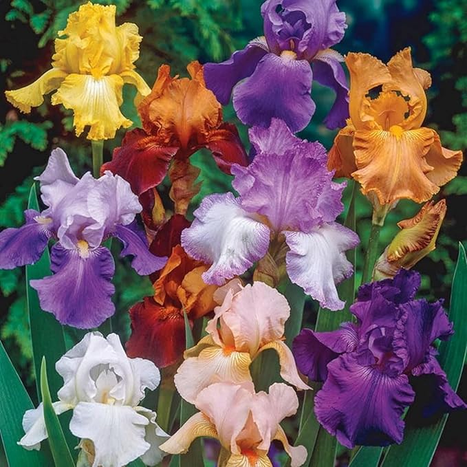 Iris Germanica Seeds – Two-Color Heirloom Variety for Garden Borders ...