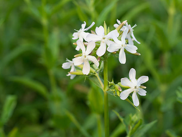 Silene Pendula Snowdrop Catchfly Seeds – Hanging Basket Garden Blooms ...