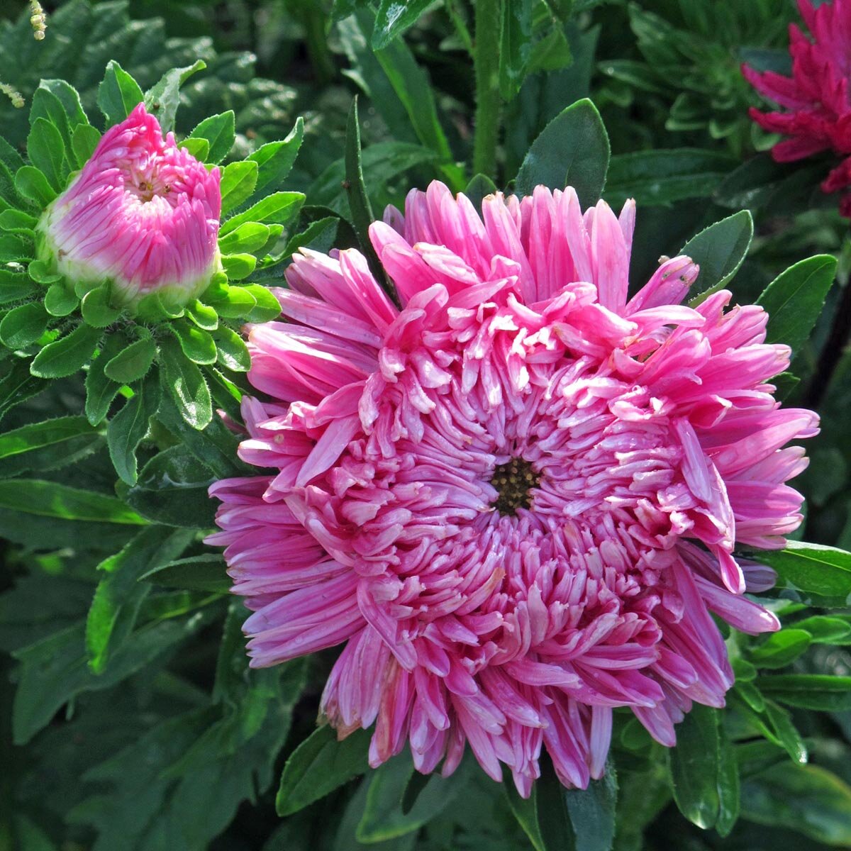 Callistephus Seeds – Aster Chrysanthemum for Seasonal Garden Beds ...