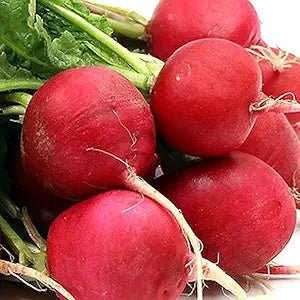 Krasnyy Velikan Red Giant Radish Seeds – Heirloom Root Crop with Crisp ...